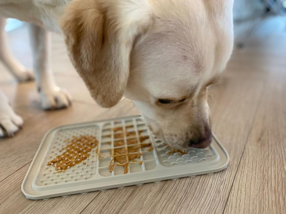 Why does my dog gobble so much?